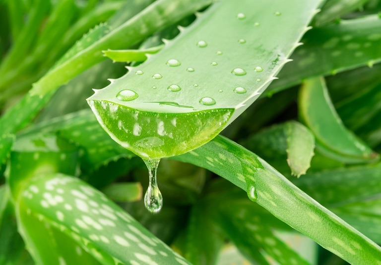Gel aloe vera: 7 beneficii uimitoare - Slab sau Gras